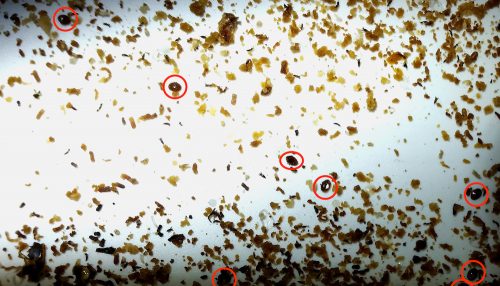 Varroamilbe | bienen-leben-in-bamberg.de