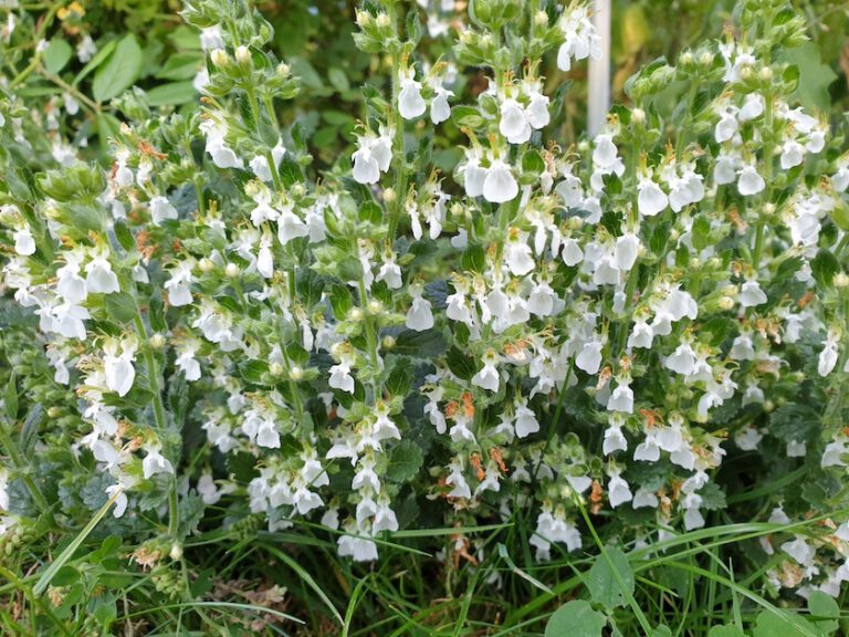 195301-Teucrium-chamaedrys-album-Echter-Gamander | bienen-leben-in ...